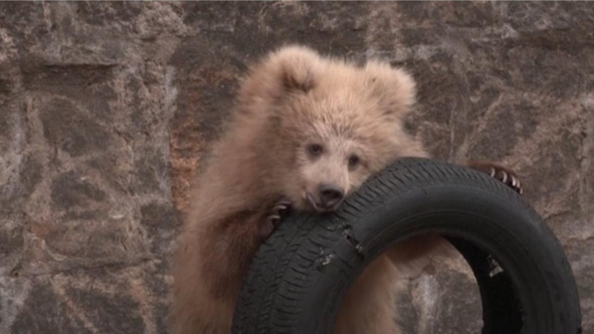 (VIDEO) Puiul de urs Junjun din Shanghai, o stea în devenire pe ...
