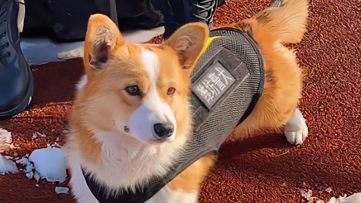 (VIDEO) Primul câine polițist corgi din China a pierdut un bonus din ...