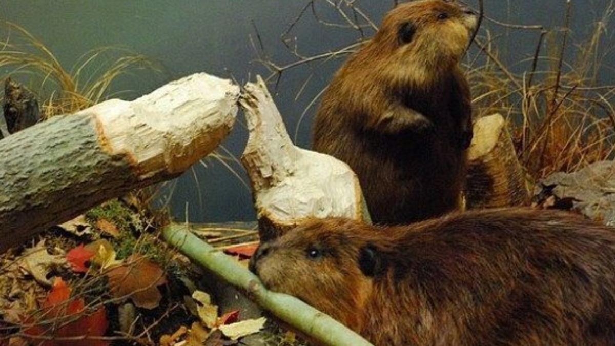 Castorii din Cehia au reușit să construiască în două zile un baraj ...