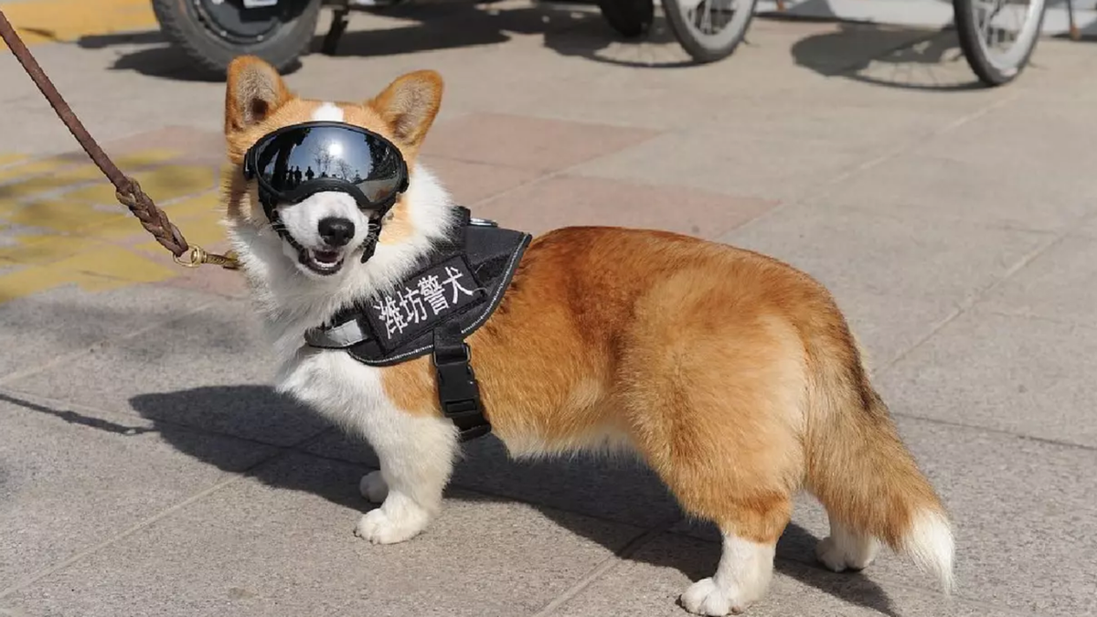 Primul câine polițist Corgi din China a smuls un cârnat de la un copil ...