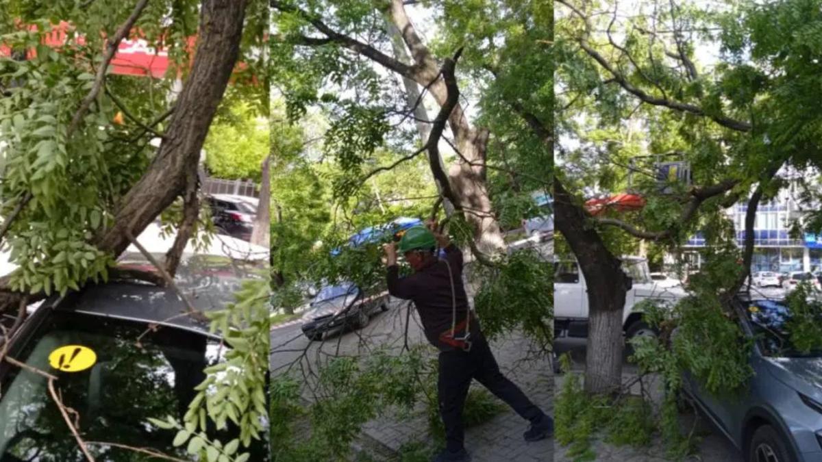 Mai multe crengi s-au rupt și au căzut peste mașini în Chișinău | Puls ...