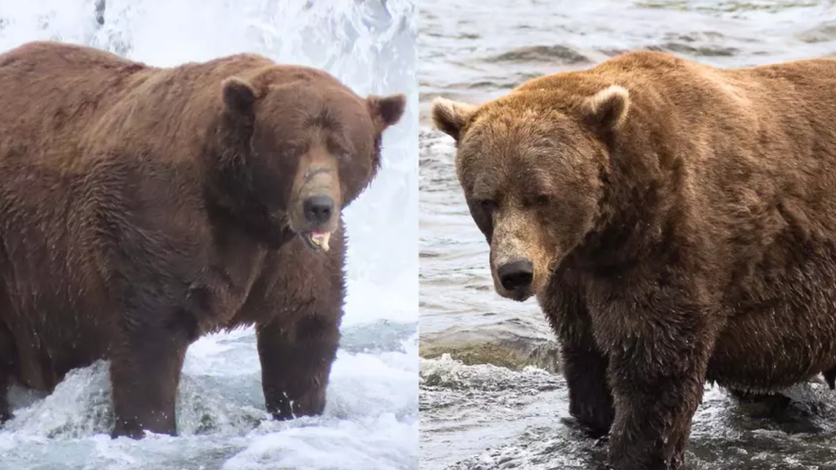 (VIDEO) Cel mai gras urs din lume, încoronat în Alaska. Câte kilograme ...