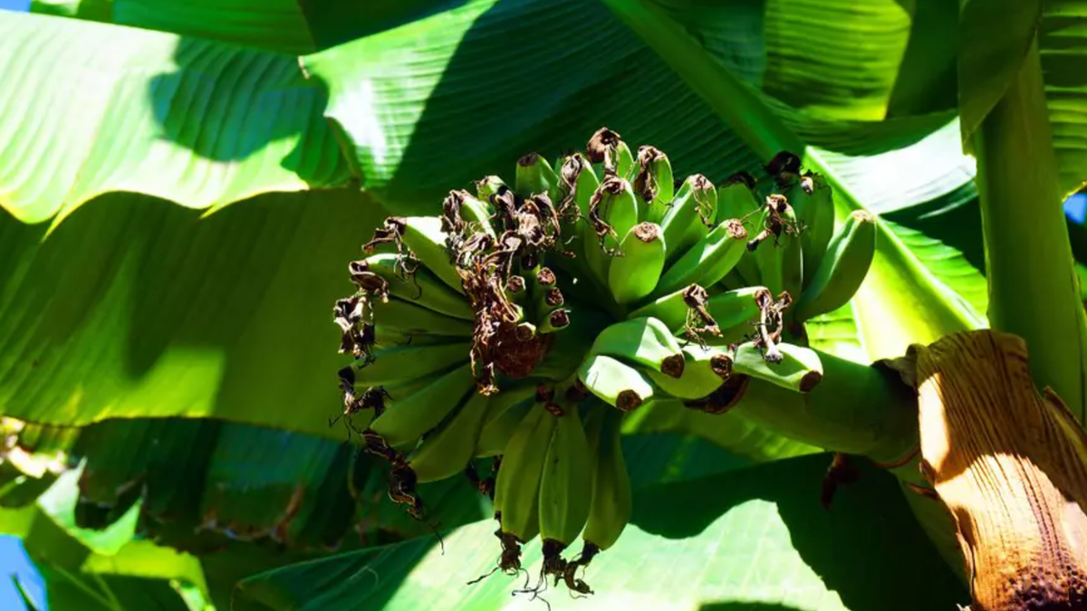 Rusia vrea să cultive banane și alte fructe tropicale, pentru a scădea ...